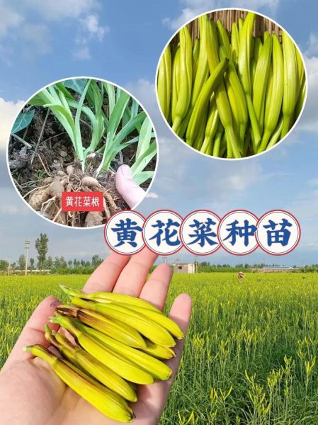 金针菜还叫什么名称_金针菜与黄花菜的区别-第2张图片-山城妙识