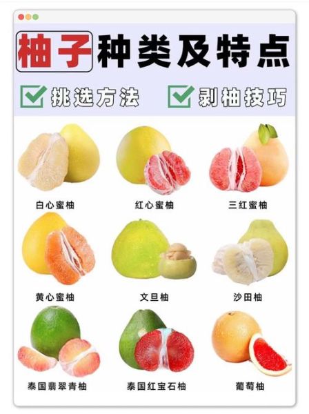 红柚子和白柚子的区别_哪个更好吃-第2张图片-山城妙识 红柚子和白柚子的区别_哪个更好吃-第2张图片-山城妙识