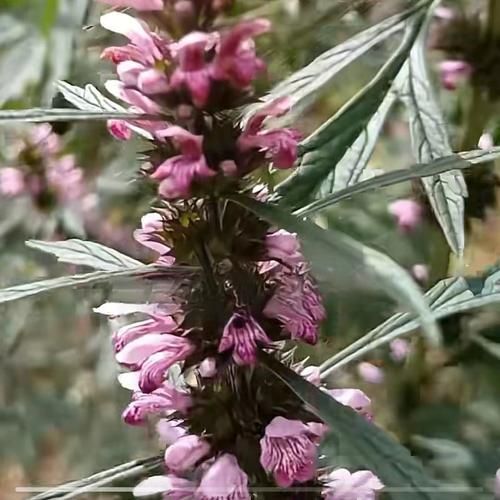 益母草泡脚的功效与作用_益母草泡脚的正确方法-第2张图片-山城妙识