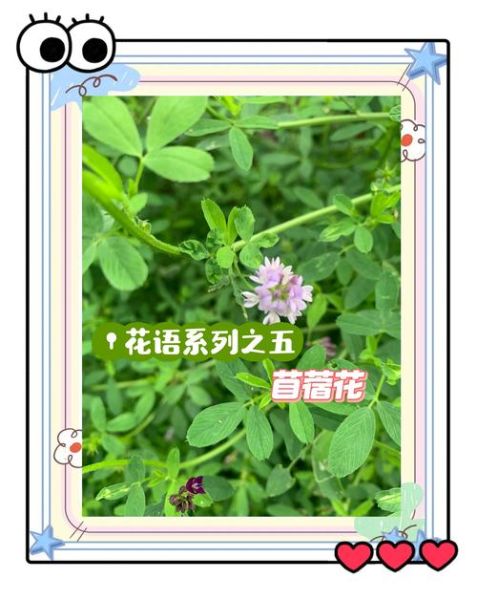 苜蓿草开花图片_苜蓿草花期多久-第2张图片-山城妙识 苜蓿草开花图片_苜蓿草花期多久-第2张图片-山城妙识