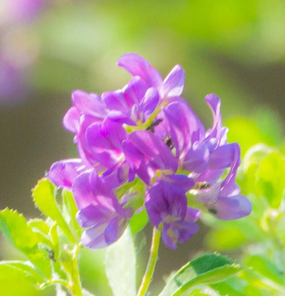 苜蓿草开花图片_苜蓿草花期多久-第3张图片-山城妙识 苜蓿草开花图片_苜蓿草花期多久-第3张图片-山城妙识