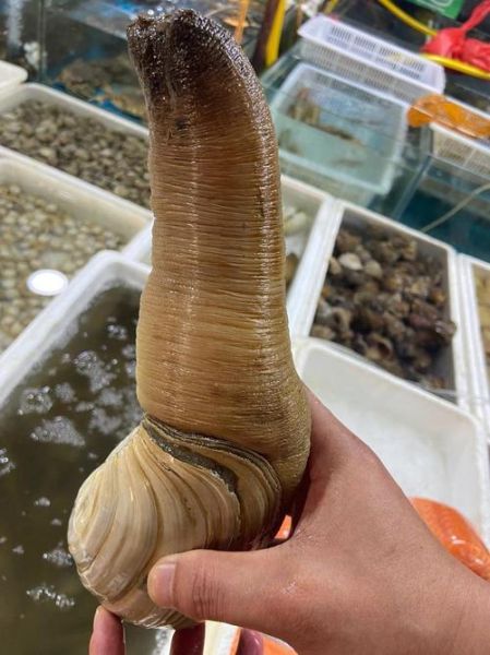 象鼻蚌怎么挑选_象鼻蚌和象拔蚌区别-第2张图片-山城妙识 象鼻蚌怎么挑选_象鼻蚌和象拔蚌区别-第2张图片-山城妙识