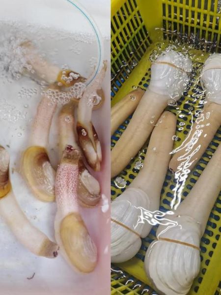 象鼻蚌怎么挑选_象鼻蚌和象拔蚌区别-第3张图片-山城妙识 象鼻蚌怎么挑选_象鼻蚌和象拔蚌区别-第3张图片-山城妙识