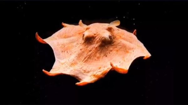 烙饼章鱼是什么_烙饼章鱼能吃吗-第2张图片-山城妙识