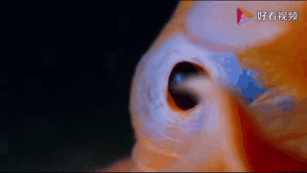 烙饼章鱼是什么_烙饼章鱼能吃吗-第3张图片-山城妙识