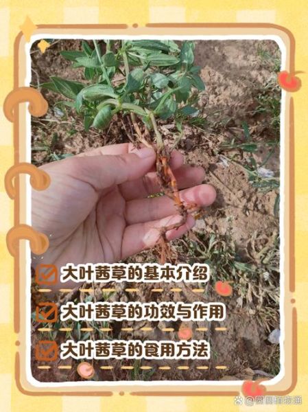 茜草的功效与作用_茜草主治什么病-第2张图片-山城妙识 茜草的功效与作用_茜草主治什么病-第2张图片-山城妙识