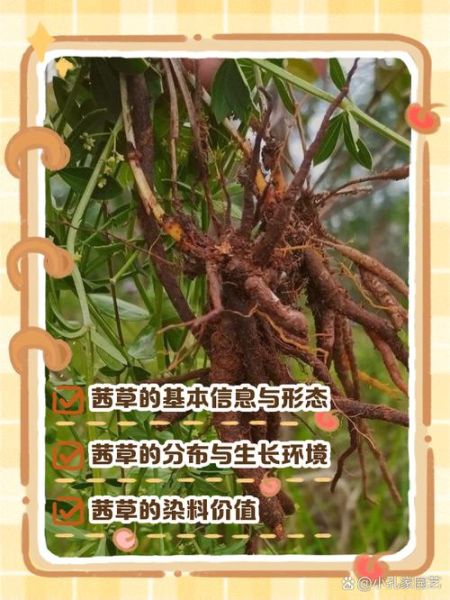 茜草的功效与作用_茜草主治什么病-第3张图片-山城妙识 茜草的功效与作用_茜草主治什么病-第3张图片-山城妙识