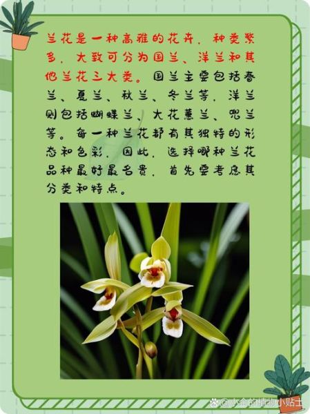 兰花品种有哪些_如何识别名贵兰花-第1张图片-山城妙识 兰花品种有哪些_如何识别名贵兰花-第1张图片-山城妙识
