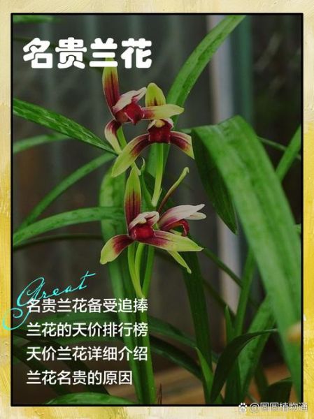 兰花品种有哪些_如何识别名贵兰花-第2张图片-山城妙识 兰花品种有哪些_如何识别名贵兰花-第2张图片-山城妙识