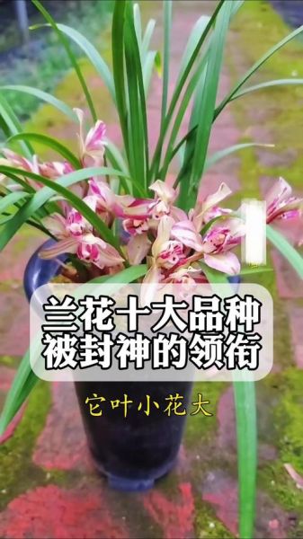兰花品种有哪些_如何识别名贵兰花-第3张图片-山城妙识 兰花品种有哪些_如何识别名贵兰花-第3张图片-山城妙识