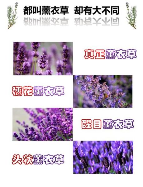 薰衣草精油的功效与作用_薰衣草精油怎么用-第3张图片-山城妙识