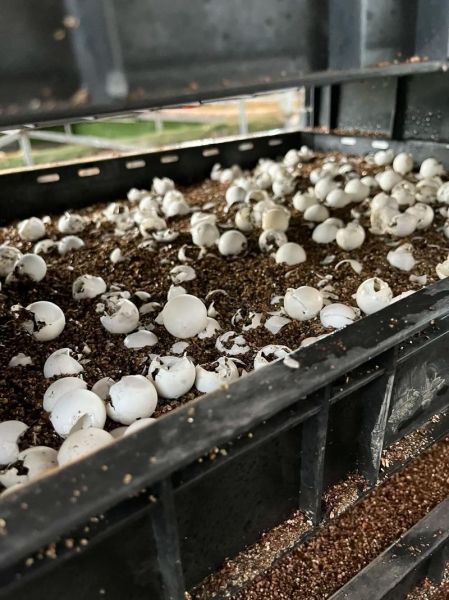 甲鱼蛋孵化需要多少天_甲鱼蛋孵化温度湿度怎么控制-第3张图片-山城妙识