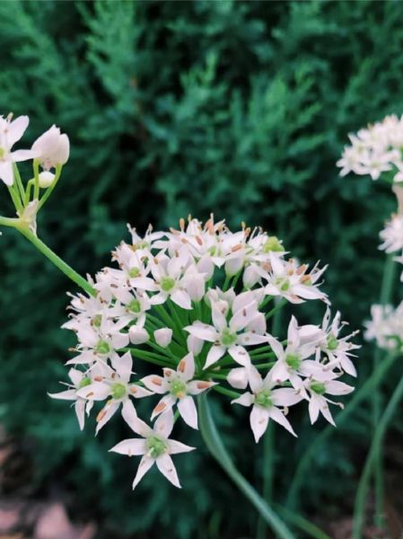 韭菜花图片大全_韭菜花怎么保存-第2张图片-山城妙识