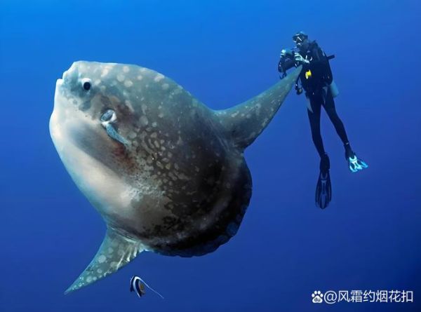 翻车鱼被吃一半还能活吗_翻车鱼再生能力真相-第1张图片-山城妙识 翻车鱼被吃一半还能活吗_翻车鱼再生能力真相-第1张图片-山城妙识