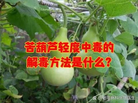 苦瓠子有毒吗_中毒症状与解毒方法-第1张图片-山城妙识 苦瓠子有毒吗_中毒症状与解毒方法-第1张图片-山城妙识