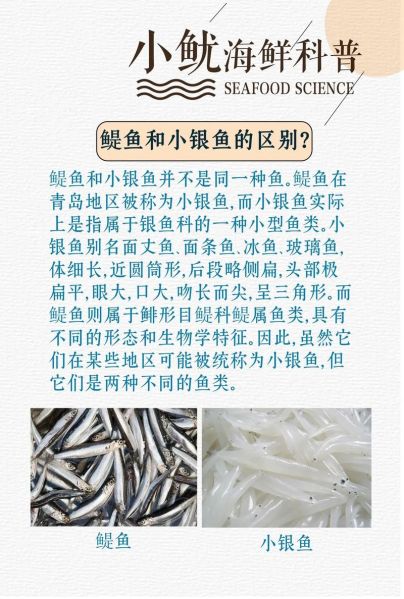 鳀鱼怎么读_鳀鱼的营养价值-第1张图片-山城妙识