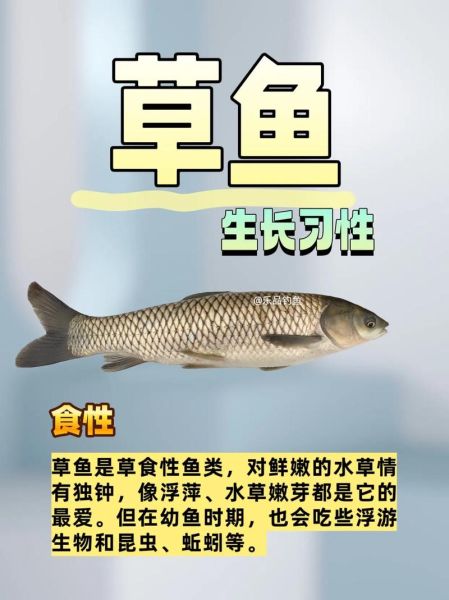 草鱼的营养价值_草鱼吃了有什么好处-第1张图片-山城妙识