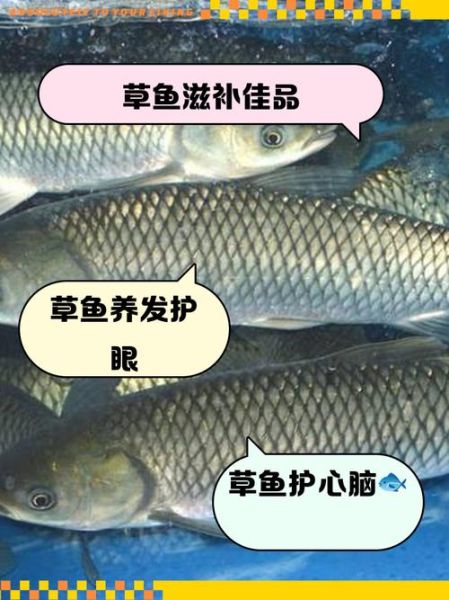 草鱼的营养价值_草鱼吃了有什么好处-第3张图片-山城妙识