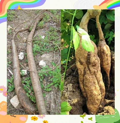 葛根长什么样_葛根图片特征解析-第1张图片-山城妙识