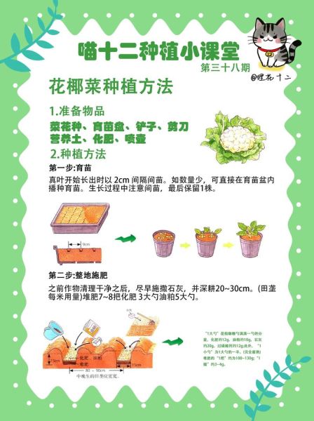 花椰菜花叶病毒传播途径_花椰菜花叶病毒防治方法-第1张图片-山城妙识