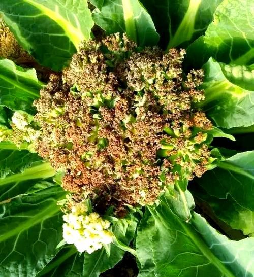 花椰菜花叶病毒传播途径_花椰菜花叶病毒防治方法-第2张图片-山城妙识