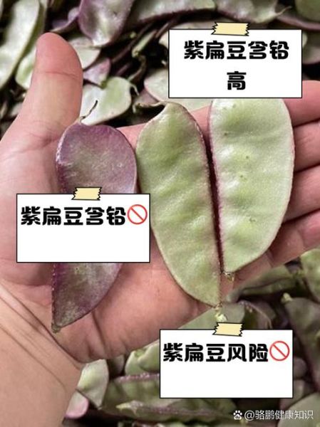 紫扁豆的功效与作用禁忌_紫扁豆哪些人不能吃-第1张图片-山城妙识