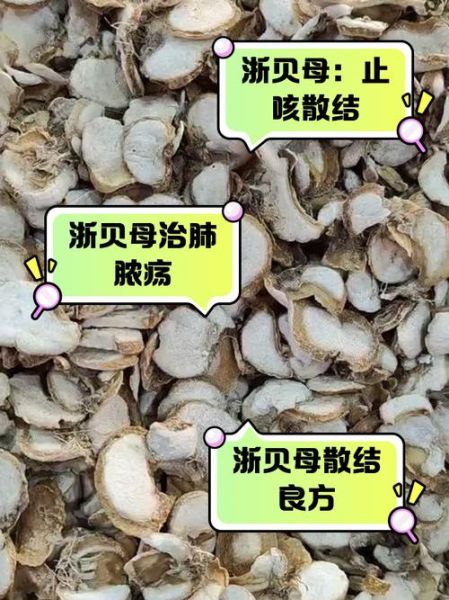 贝母的功效与作用_川贝母和浙贝母区别-第3张图片-山城妙识