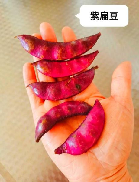紫扁豆的功效与作用禁忌_紫扁豆哪些人不能吃-第3张图片-山城妙识