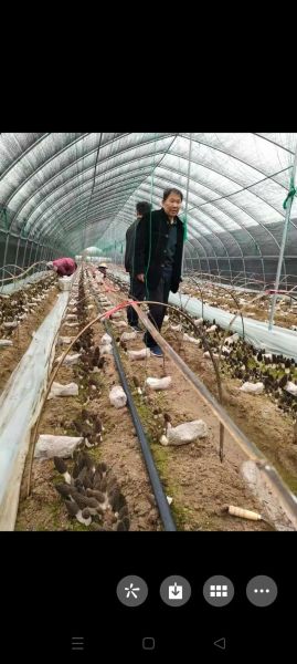 羊肚菌种植大棚造价_羊肚菌大棚搭建方法-第1张图片-山城妙识