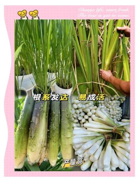 茭白怎么种_茭白种植视频教程-第1张图片-山城妙识