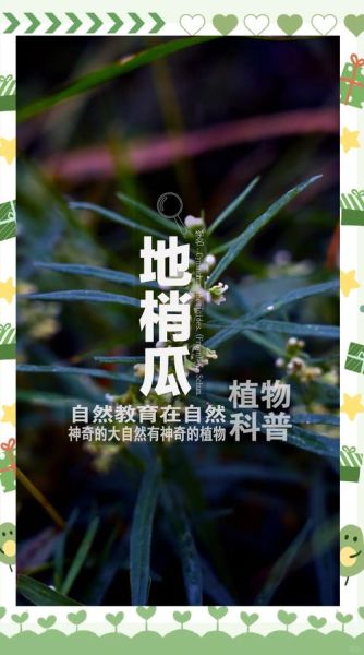 梢瓜图片的功效与作用_梢瓜怎么吃最养生-第3张图片-山城妙识
