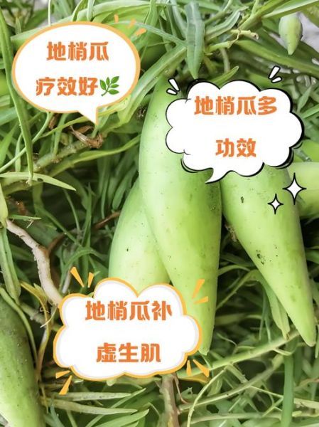 梢瓜图片的功效与作用_梢瓜怎么吃最养生-第1张图片-山城妙识