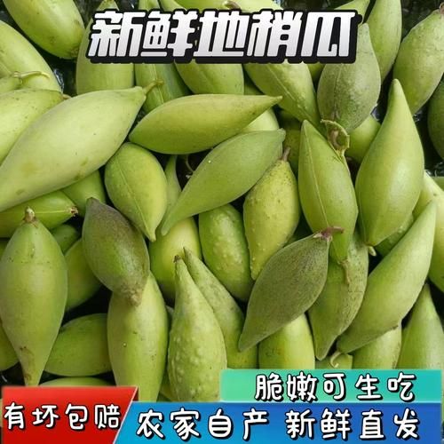 梢瓜图片的功效与作用_梢瓜怎么吃最养生-第2张图片-山城妙识