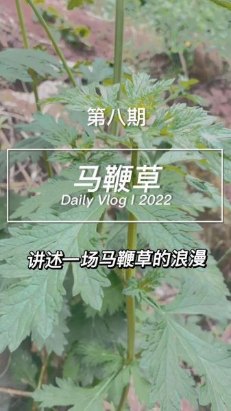 马鞭草的功效与作用有哪些_马鞭草怎么吃最好-第3张图片-山城妙识