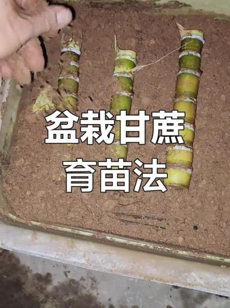 甘蔗什么时候种最合适_甘蔗种植方法步骤-第1张图片-山城妙识 甘蔗什么时候种最合适_甘蔗种植方法步骤-第1张图片-山城妙识