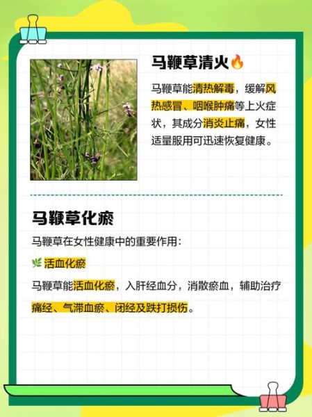 马鞭草的功效与作用有哪些_马鞭草怎么吃最好-第2张图片-山城妙识