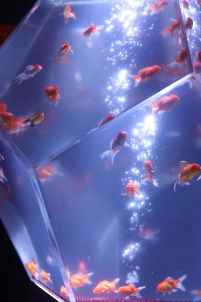 金鱼视频观赏大全_如何拍摄高清-第1张图片-山城妙识 金鱼视频观赏大全_如何拍摄高清-第1张图片-山城妙识