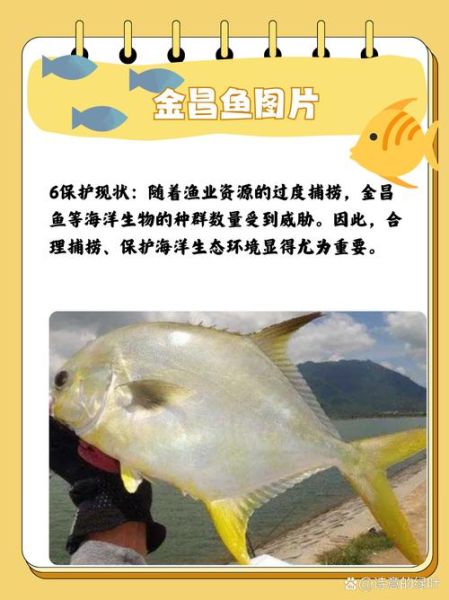 鲳鱼是深海鱼吗_鲳鱼属于什么鱼类-第1张图片-山城妙识 鲳鱼是深海鱼吗_鲳鱼属于什么鱼类-第1张图片-山城妙识