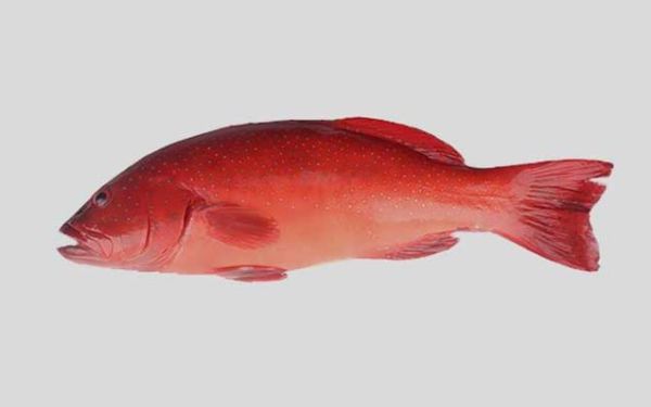红星石斑鱼多少钱一斤_红星石斑鱼图片怎么分辨真假-第2张图片-山城妙识