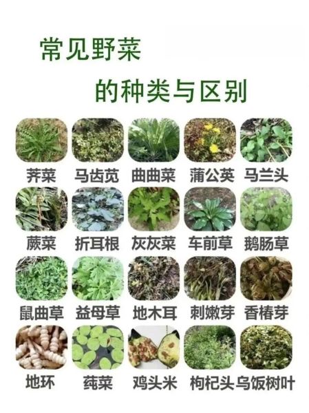 野菜图片大全及名字_野菜功效有哪些-第1张图片-山城妙识 野菜图片大全及名字_野菜功效有哪些-第1张图片-山城妙识