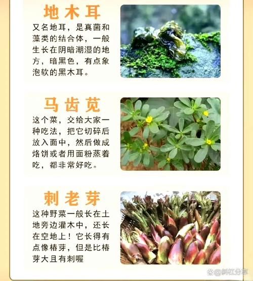 野菜图片大全及名字_野菜功效有哪些-第3张图片-山城妙识 野菜图片大全及名字_野菜功效有哪些-第3张图片-山城妙识