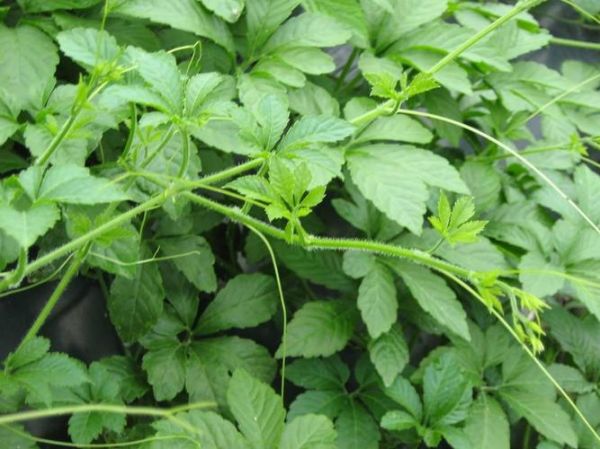 抗癌第一名草是什么_抗癌第一名草真的有用吗-第3张图片-山城妙识 抗癌第一名草是什么_抗癌第一名草真的有用吗-第3张图片-山城妙识