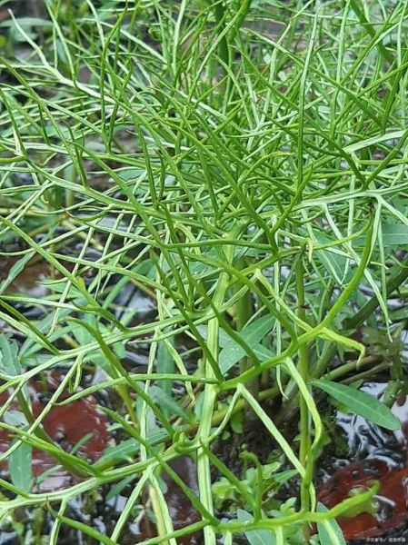 抗癌第一名草是什么_抗癌第一名草真的有用吗-第1张图片-山城妙识 抗癌第一名草是什么_抗癌第一名草真的有用吗-第1张图片-山城妙识