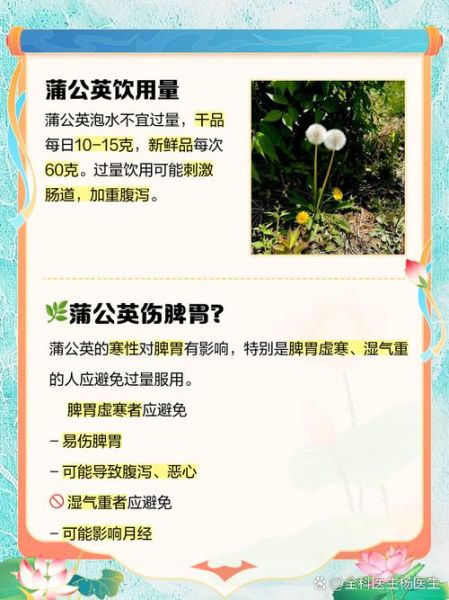 蒲公英不能和什么一起吃_蒲公英相克食物表-第2张图片-山城妙识