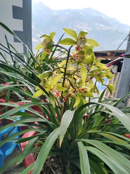 阳春白雪打一生肖是什么_阳春白雪对应的生肖有哪些说法-第3张图片-山城妙识