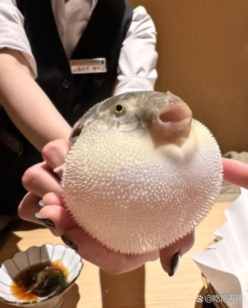 河豚鱼怎么做好吃_河豚鱼最安全的做法-第1张图片-山城妙识 河豚鱼怎么做好吃_河豚鱼最安全的做法-第1张图片-山城妙识