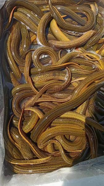 黄鳝吃了补壮阳吗_黄鳝壮阳效果真相-第1张图片-山城妙识 黄鳝吃了补壮阳吗_黄鳝壮阳效果真相-第1张图片-山城妙识