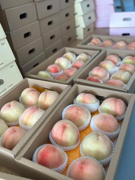 阳山水蜜桃什么时候成熟_阳山水蜜桃怎么挑选-第3张图片-山城妙识