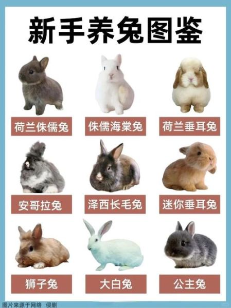 兔子怎么养才不会死掉_新手养兔必看-第1张图片-山城妙识