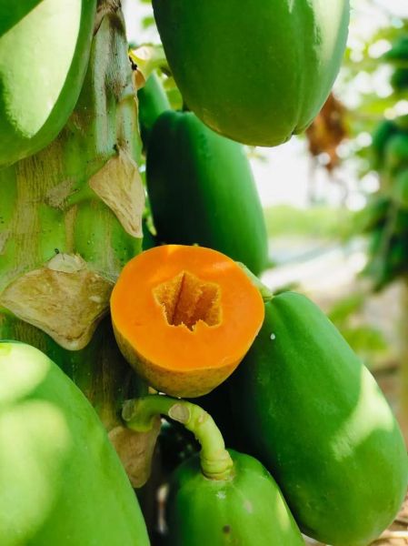 牛奶木瓜怎么做丰胸_木瓜牛奶丰胸效果好吗-第1张图片-山城妙识 牛奶木瓜怎么做丰胸_木瓜牛奶丰胸效果好吗-第1张图片-山城妙识